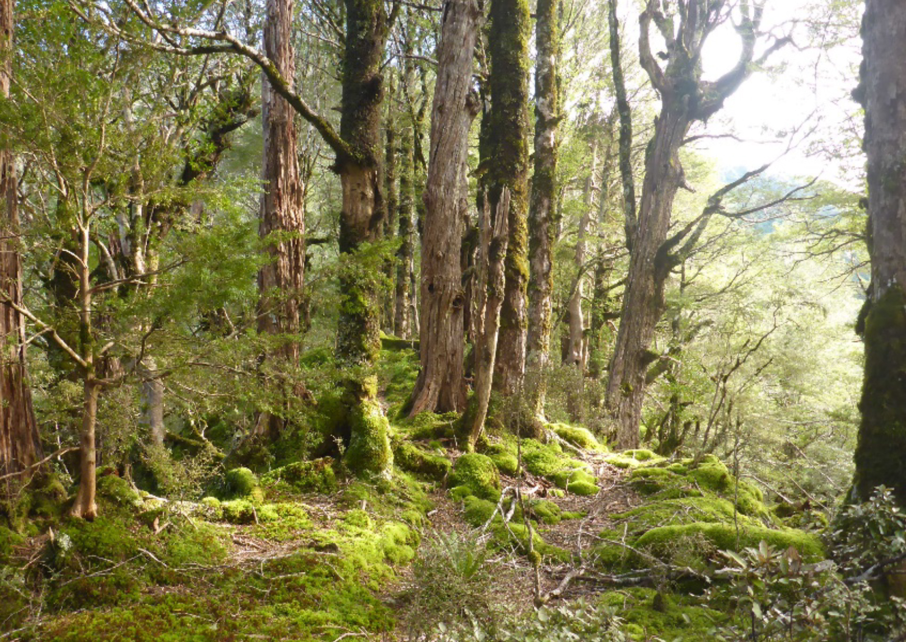 Carbon Dynamics in New Zealand's Native Forests - ESR - Engineers For ...