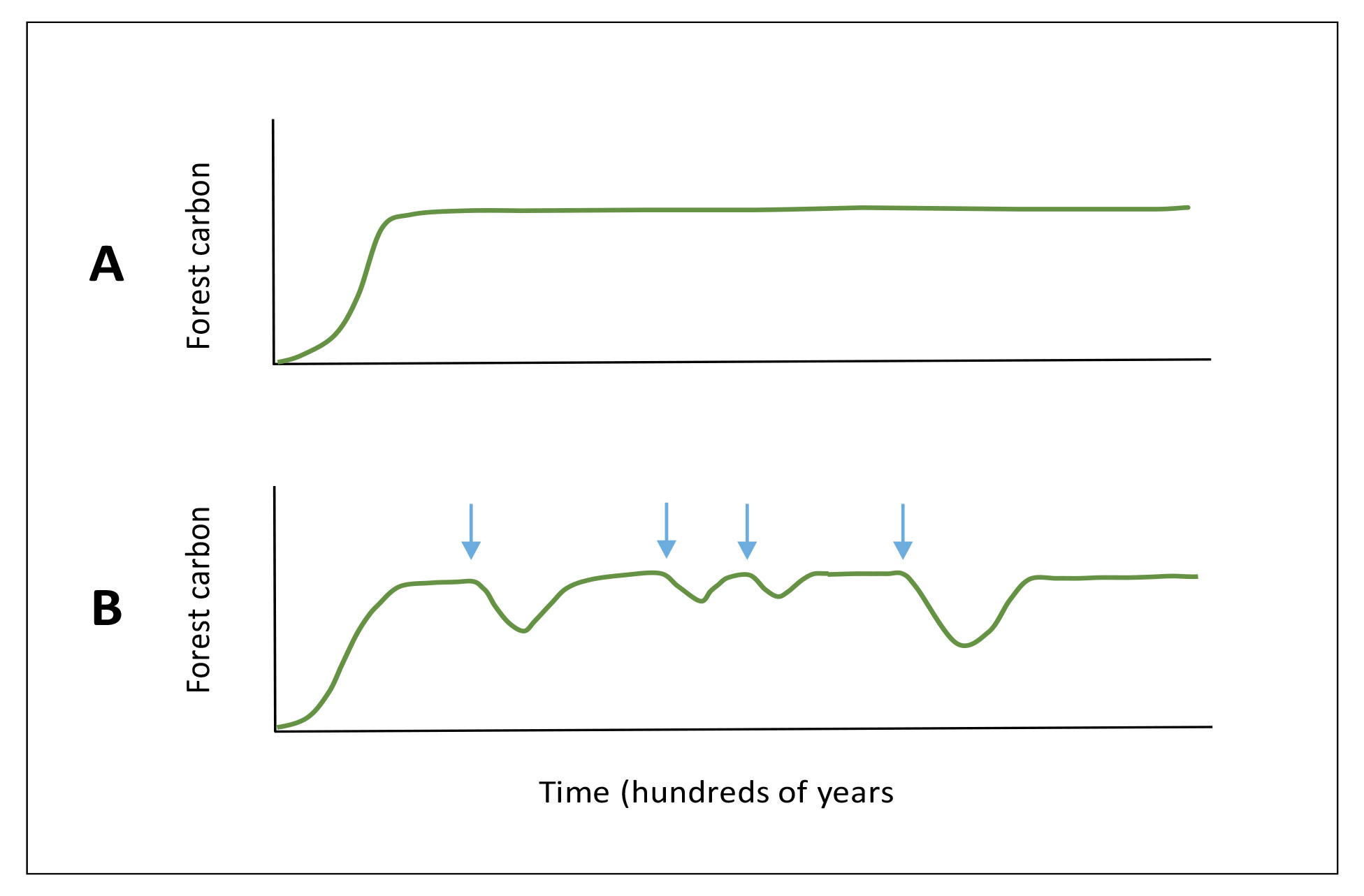 Carbon Dynamics in New Zealand's Native Forests - ESR - Engineers For ...